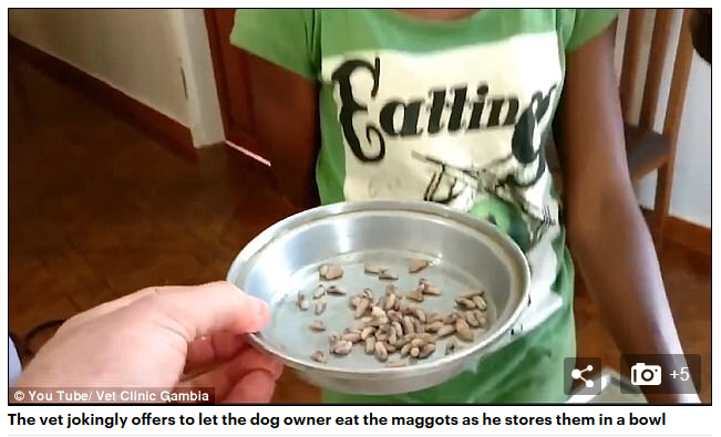 Watch this vet purge maggots from this dog. | Kiwi Farms
