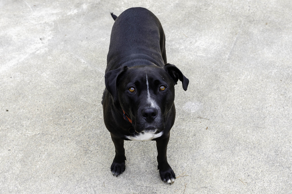 Timothy George Amoroso / Tim Win / WinlockTim / Dawgdude / Rainstirs ...