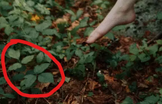 Summer Nicole Pelkey / Summer Rain / cloverneko / ennuigod / uirusu ...