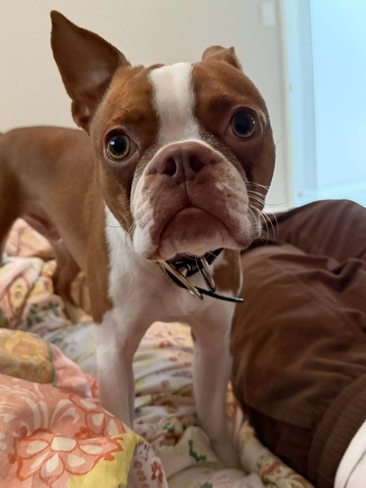 Anisa Riyadh Jomha / @anisajomha & iDubbbz / Ian Kane Jomha / Ian Kane ...