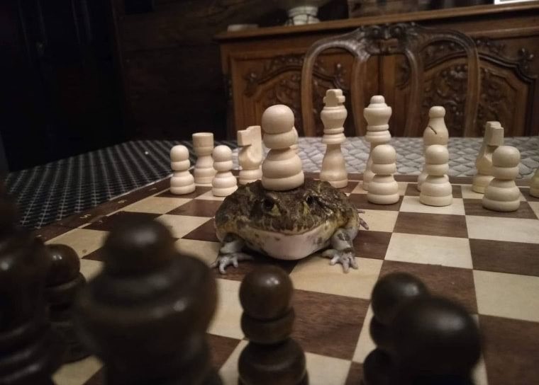 Pictures of frogs | Page 13 | Kiwi Farms