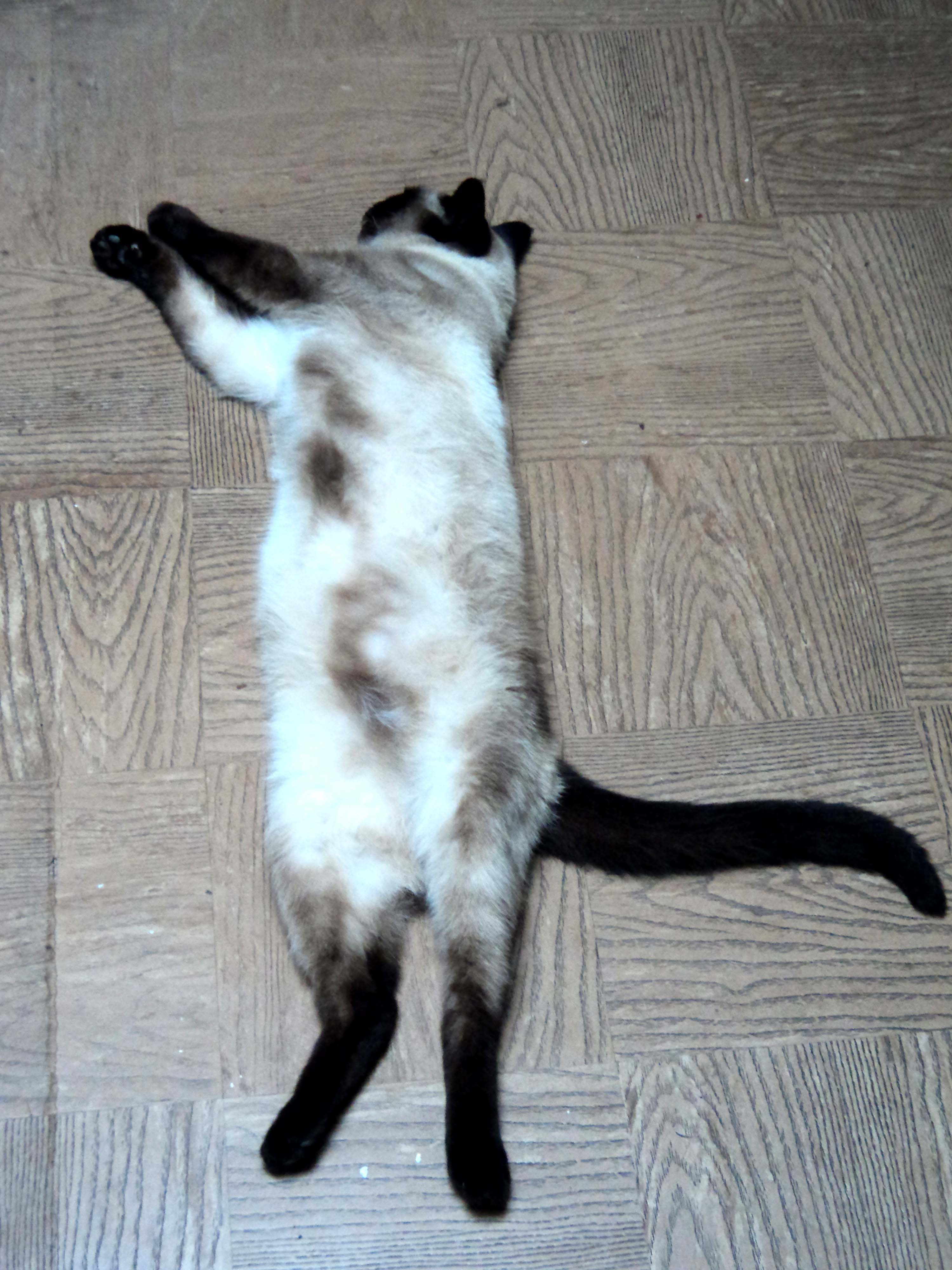 Dox Your Cats | Kiwi Farms