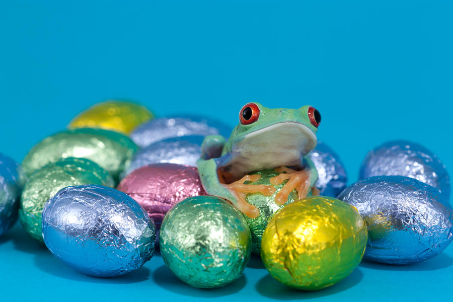 Pictures of frogs | Page 36 | Kiwi Farms