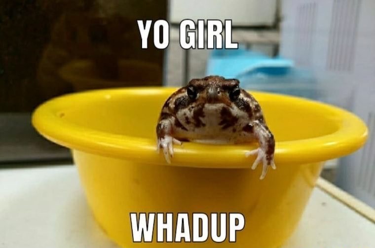 Pictures of frogs | Page 11 | Kiwi Farms