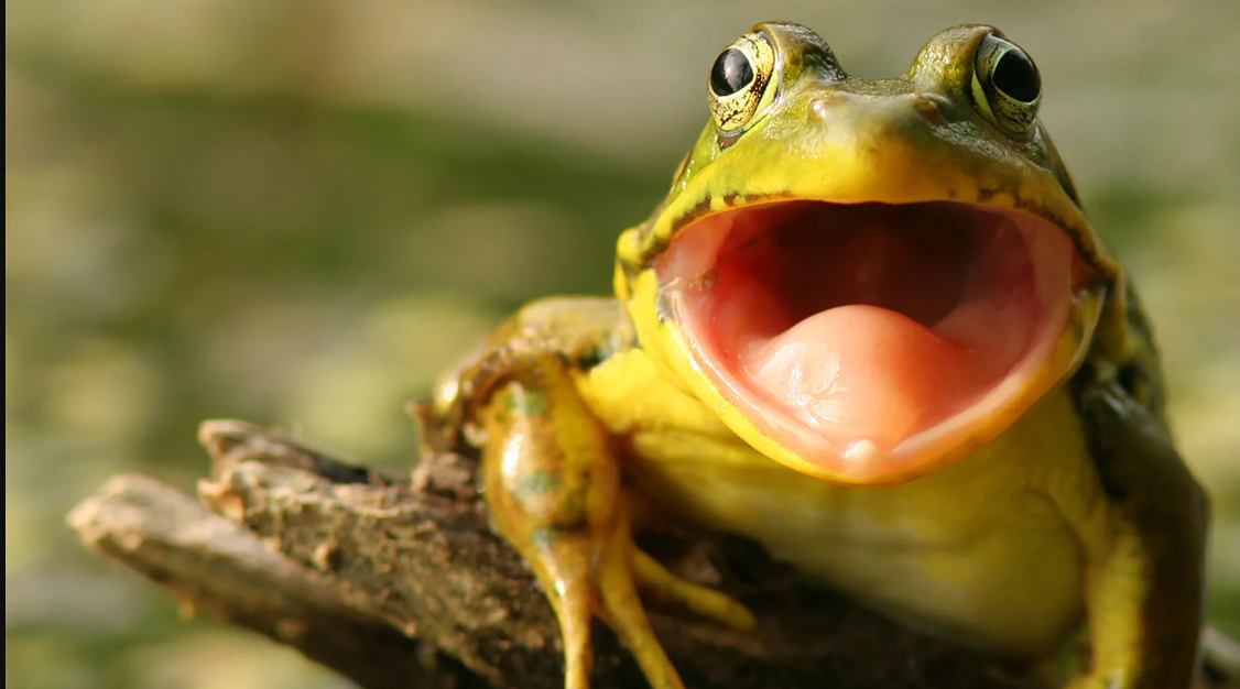 Pictures of frogs | Page 22 | Kiwi Farms