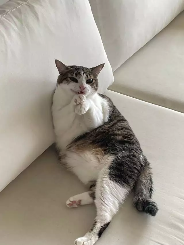 Random Pics, Gifs, and Vids | Page 6563 | Kiwi Farms