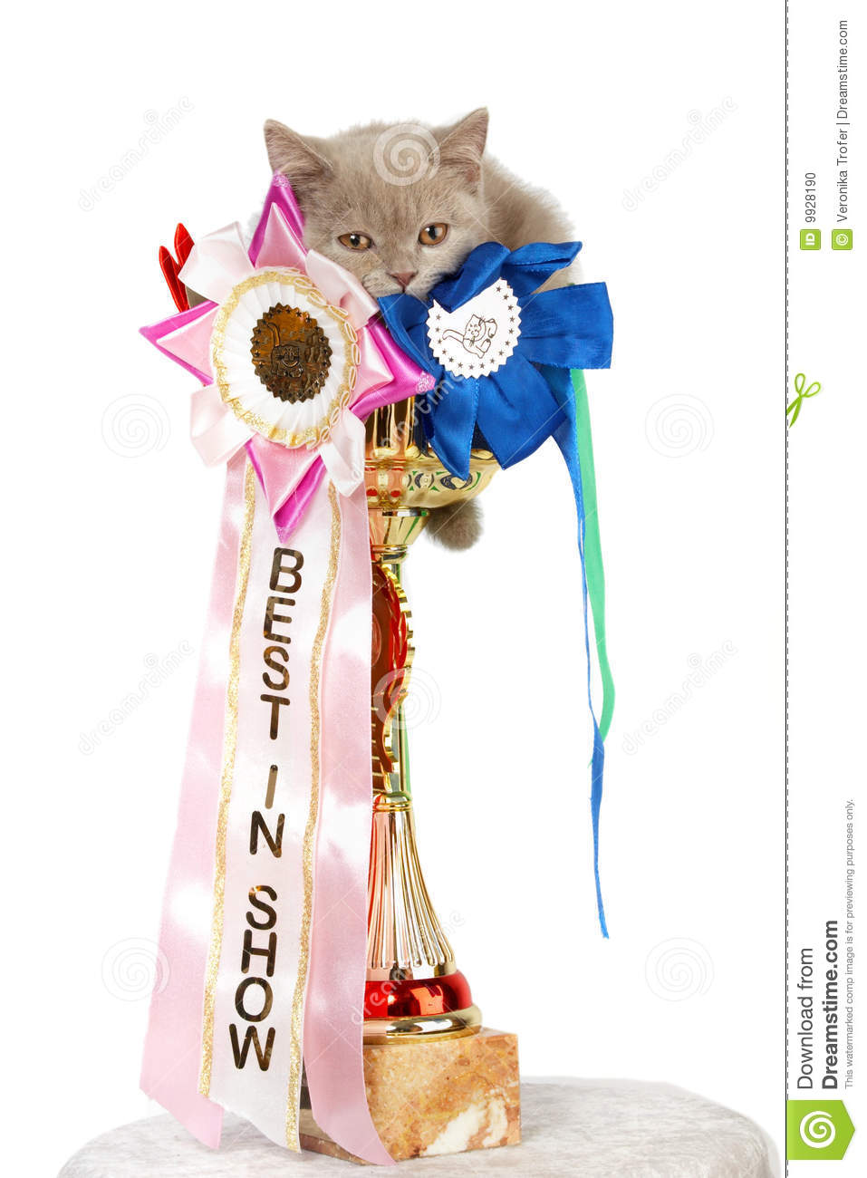 catparty appreciation thread | Kiwi Farms