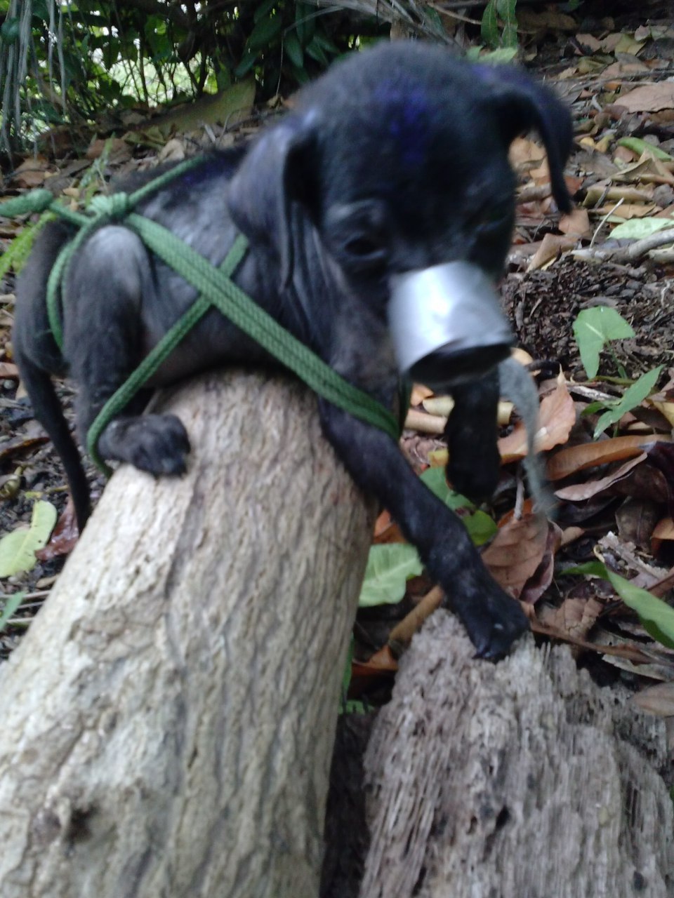 Zoosadism Megathread | Page 70 | Kiwi Farms