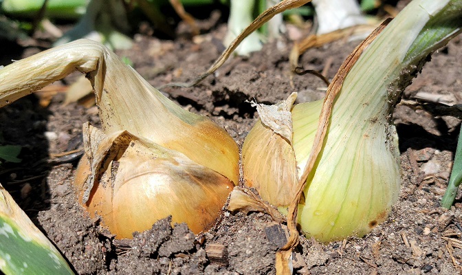 Gardening and Plant Thread | Page 41 | Kiwi Farms