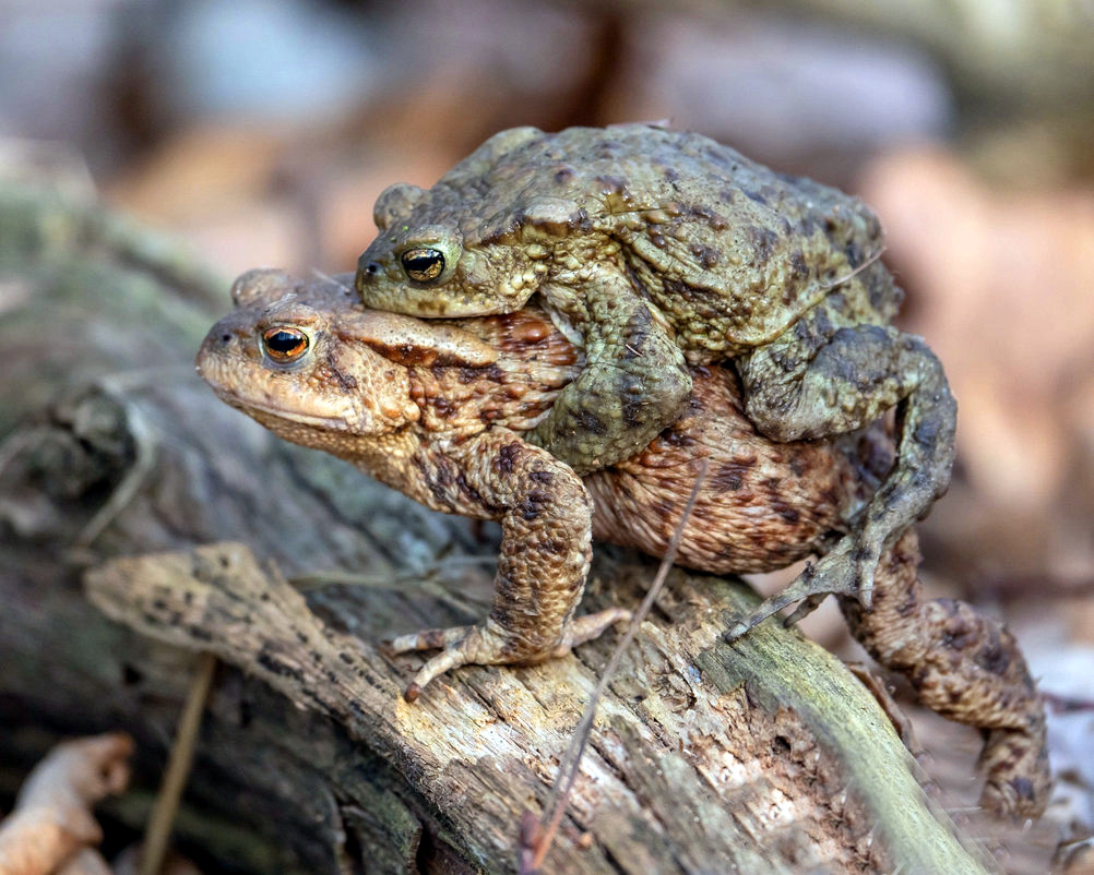 Random Pics, Gifs, and Vids | Page 6199 | Kiwi Farms