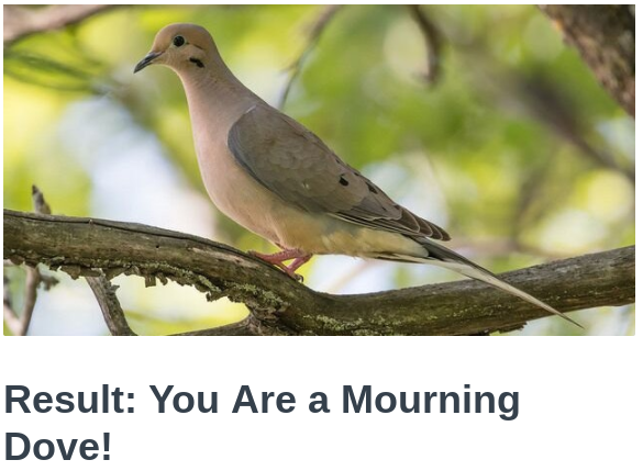 THE BIRD THREAD | Page 2 | Kiwi Farms