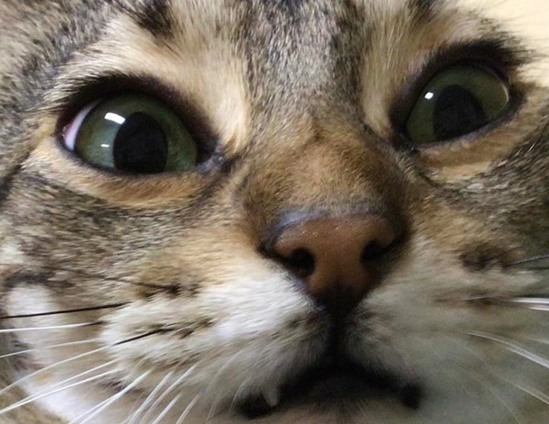 Lord Frogmire Appreciation Thread - The Better Brother (Formerly Known ...