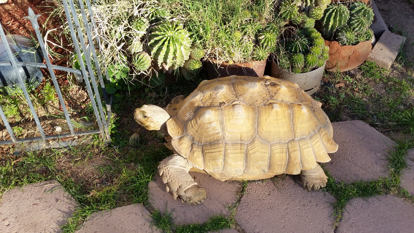 Kiwi Farms Cutest Pet 2019 | Kiwi Farms